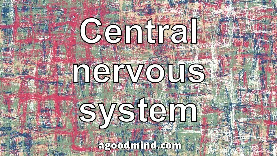 Central nervous system – A Good Mind