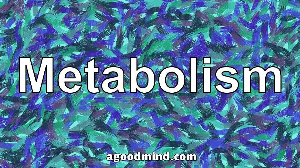 Metabolism – A Good Mind