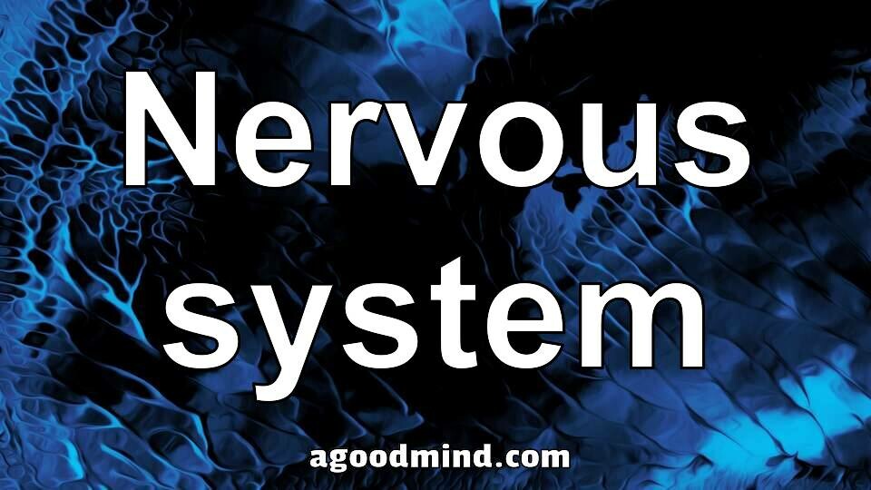 Nervous system – A Good Mind